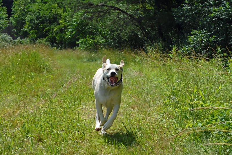 Dog running stock image. Image of adoption, smile, labrador - 14785687