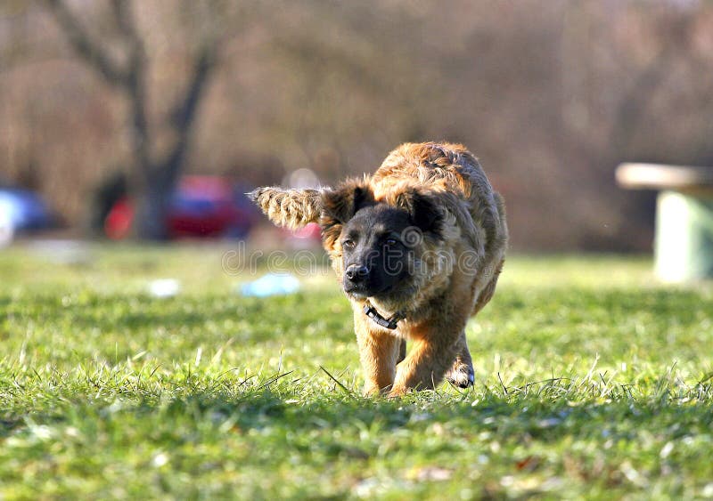 Dog running stock photo. Image of hair, pets, people - 23918318
