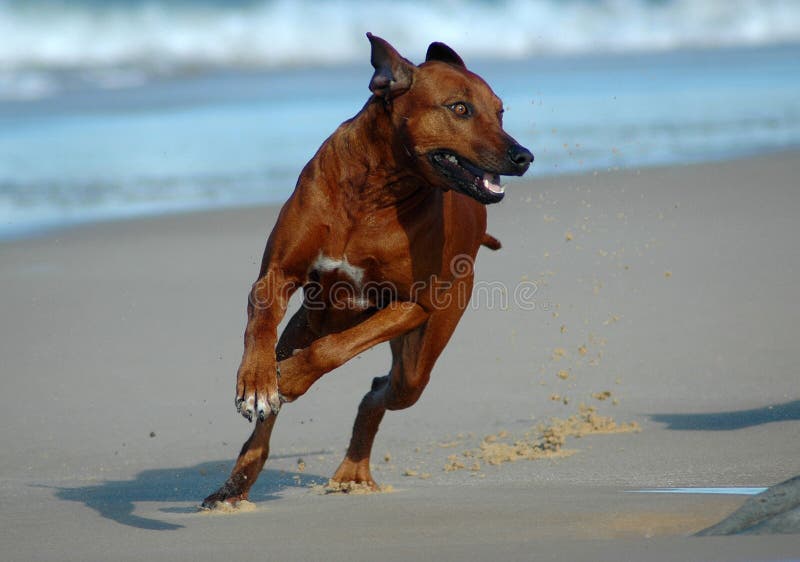 Running Ridgeback stock photo. Image of hounds, rhodesian - 5445010