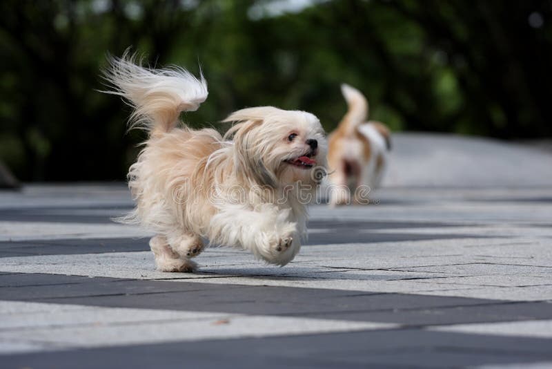 Dog running stock image. Image of cute, animal, breed - 4785241 Dog running stock image. Image of cute, animal, breed - 4785241