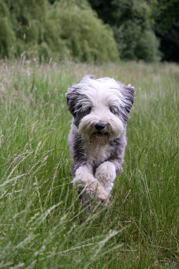 Dog running stock image. Image of canine, countryside - 6106519