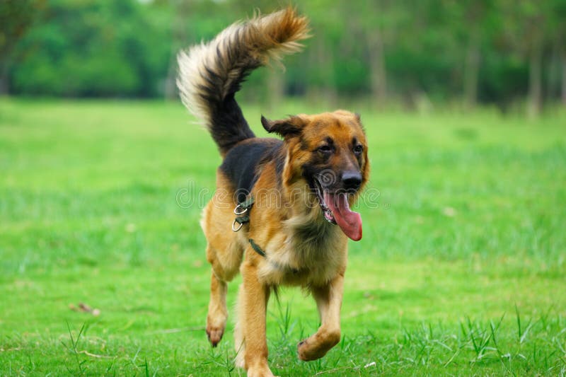 Dog running stock photo. Image of purebred, robust, puppy - 9904834