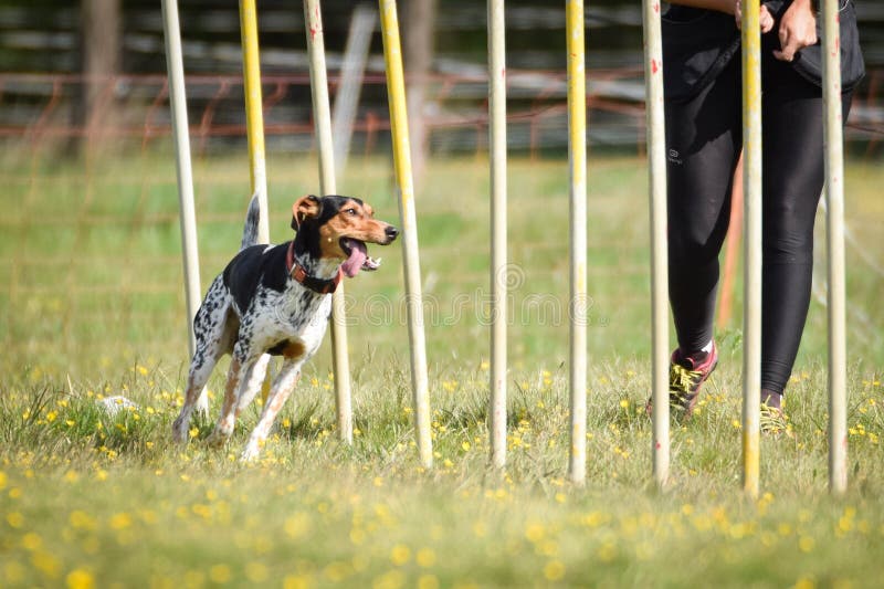 Dog is Running on Agility Training Slalom. Stock Image - Image of park ...
