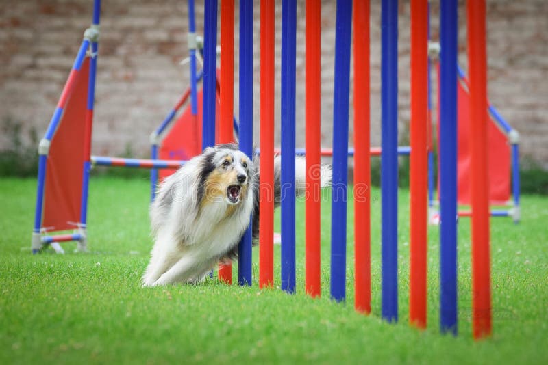Dog is Running on Agility Training Slalom. Stock Image - Image of ...