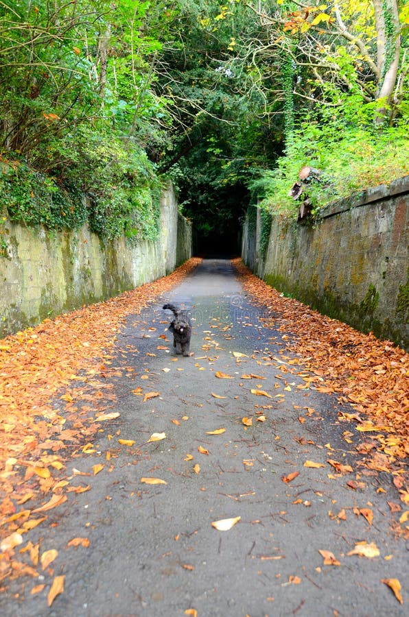 A Dog Running Along a Walled Pathway in Autumn Stock Photo - Image of ...