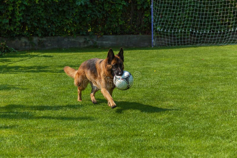 German Shepherd Playing with a Ball Stock Image - Image of lawn, game ...