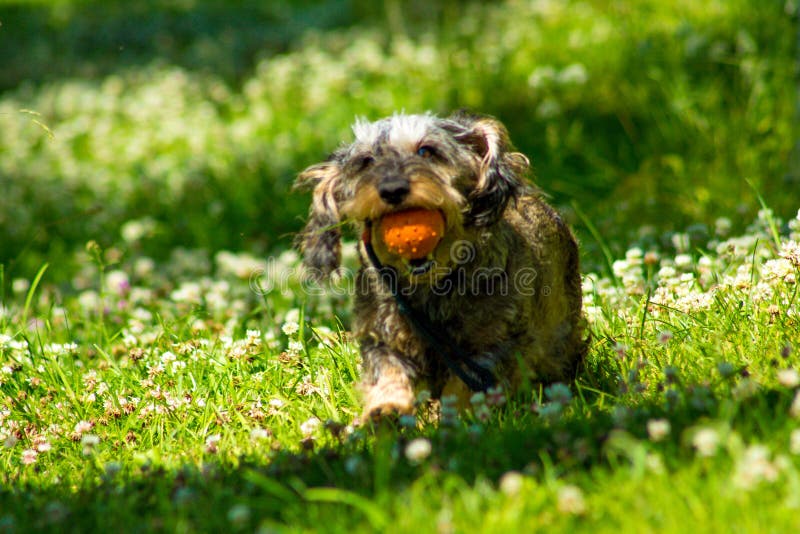 Dog running with a ball stock image. Image of outside - 98668845