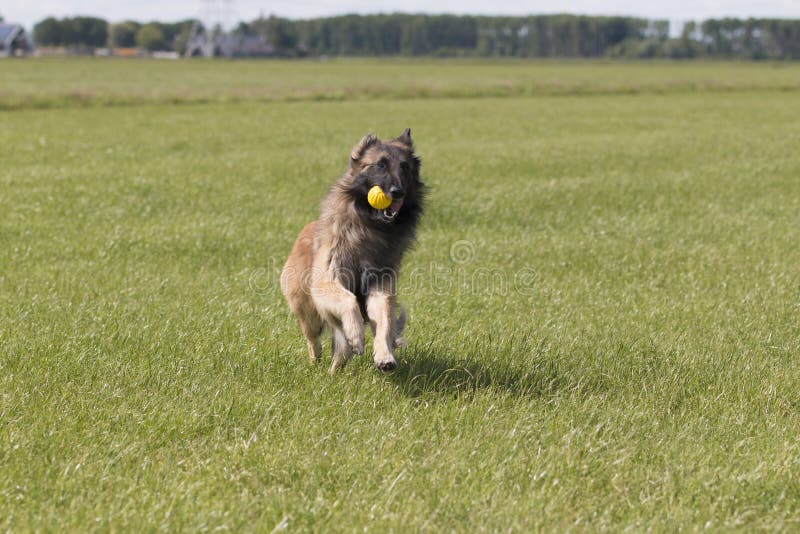 Dog Running with Ball in Mouth Stock Photo - Image of agility, yellow ...