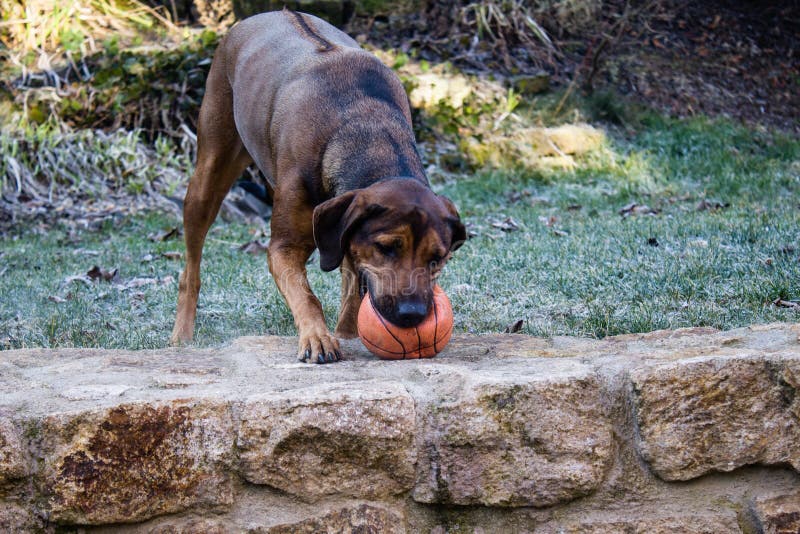 Dog Running for Ball, Rhodesian Ridgeback 3 Stock Image - Image of ...
