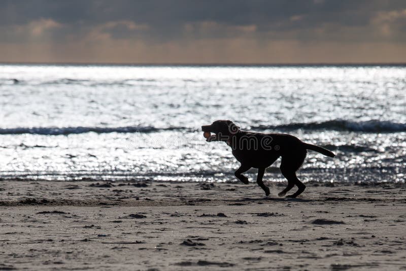 Dog Running on Beach at Sunset Stock Image - Image of jump, excitement ...