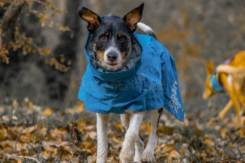 Dog Running Running in the Beautiful Forest Stock Image - Image of ...