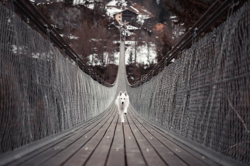 Dog Running On Bridge Picture. Image: 93558510