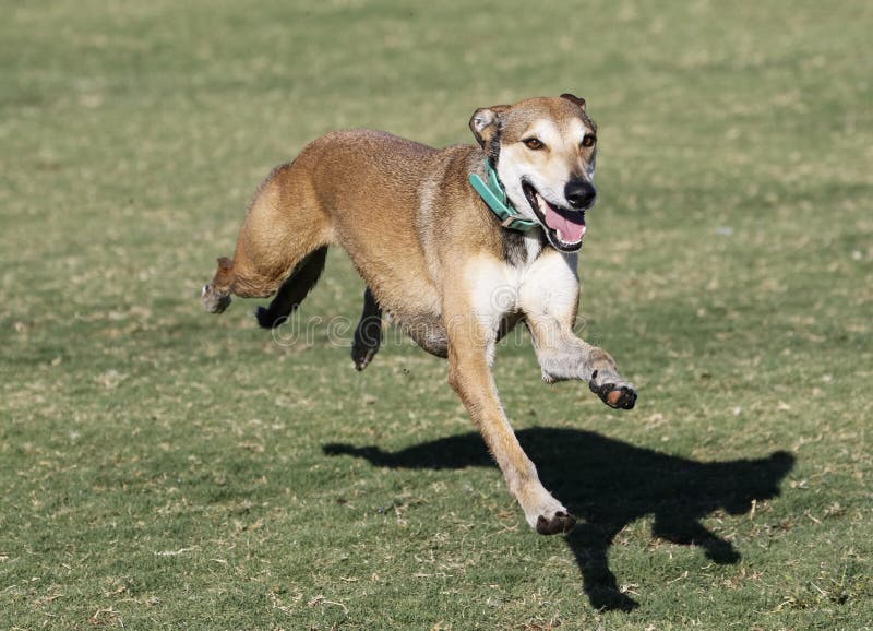 Dog Running Caught in Mid Air Stock Image - Image of whippet, athletic ...