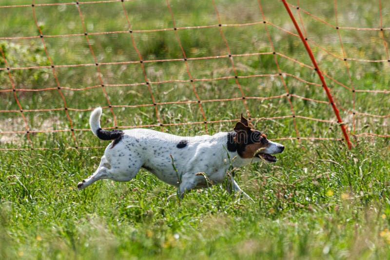 Dog Running and Chasing Coursing Lure on Green Field at Competition ...