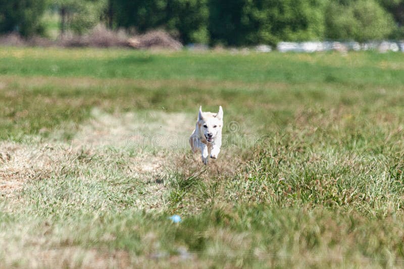 Dog Running in Coursing Field on Lure Coursing Competition Stock Photo ...