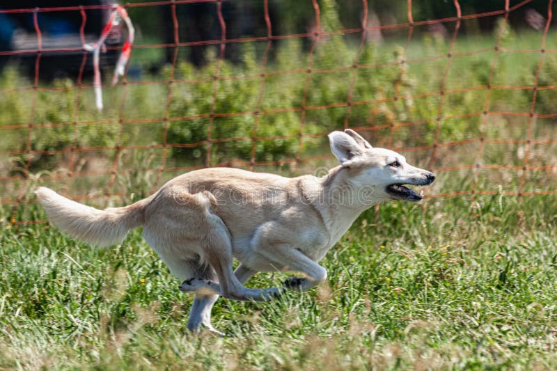 Dog Running in Coursing Field on Lure Coursing Competition Stock Photo ...