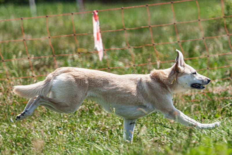 Dog Running in Coursing Field on Lure Coursing Competition Stock Image ...