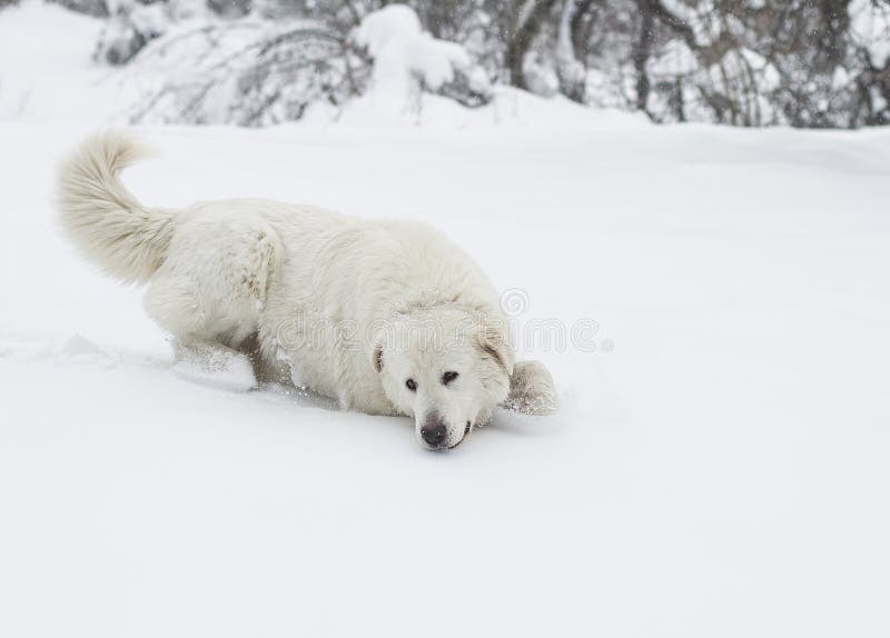 Dog Running through Deep Snow in Forest Stock Photo - Image of breed ...