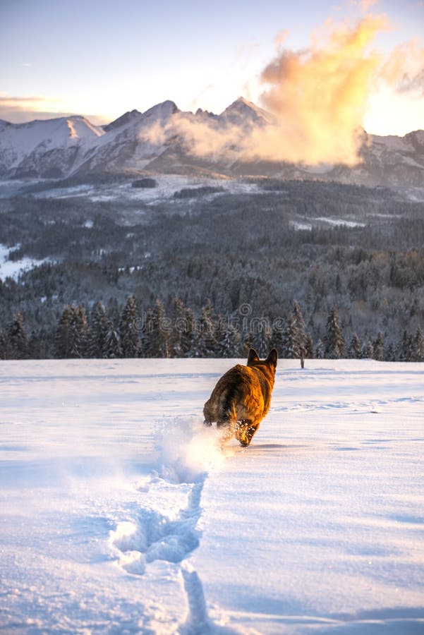 Dog Running in Deep Snow in Mountains. Happy Dog Stock Image - Image of ...