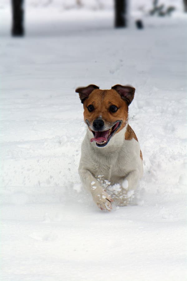 Dog Running on the Deep Snow Stock Photo - Image of distance, activity ...