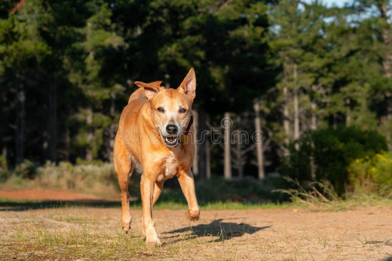 Dog Running on a Dirt Path in a Forest Area with Trees in the ...