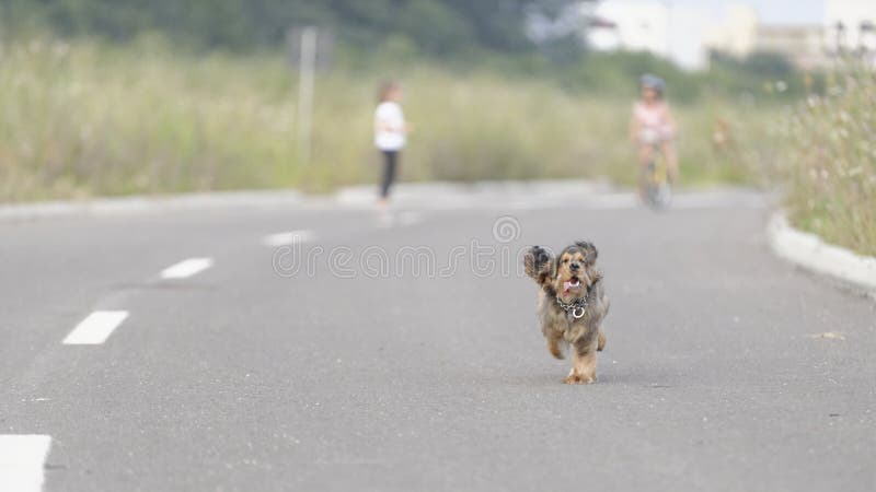 Can Dogs Run On The Road