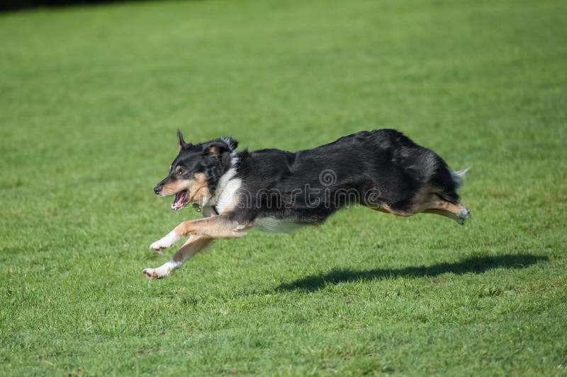 Dog running downlill stock image. Image of downhill, happiness - 61451801