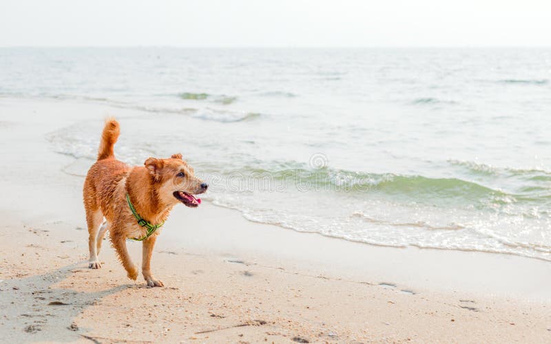 Dog Running and Enjoying on the Beach Stock Image - Image of ocean ...