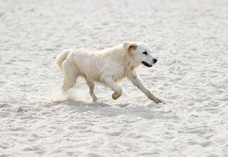 Dog running fast stock photo. Image of doggies, canine - 2877522