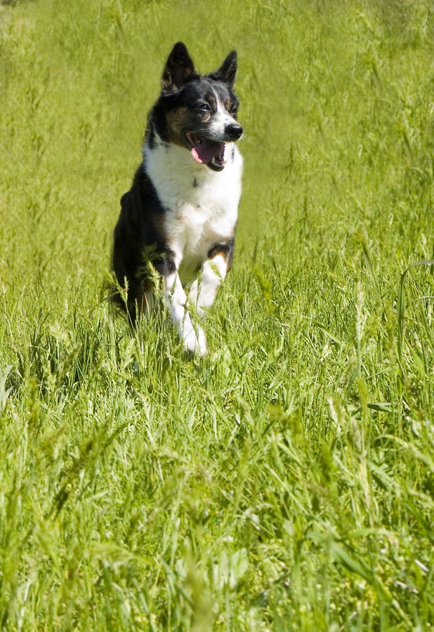 Dog Running through Field stock photo. Image of mouth, mutt - 705422