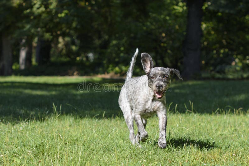 Dog Running through the Field of Grass in the Park. Stock Image - Image ...