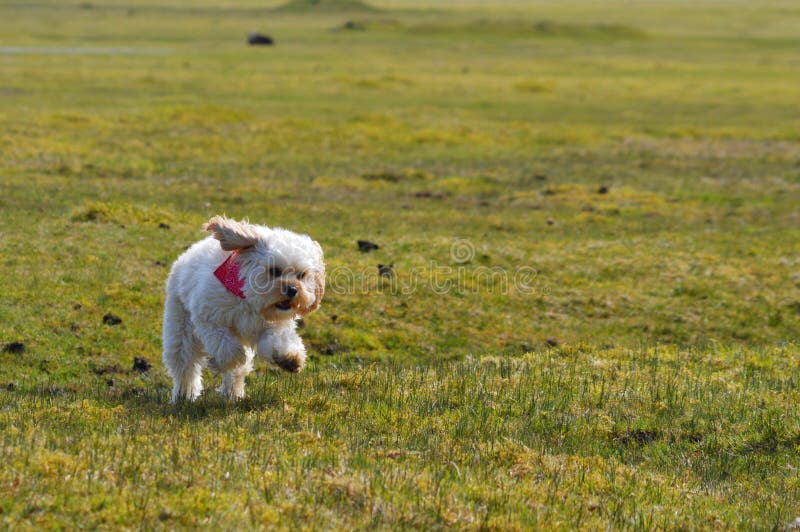 Dog running in field stock photo. Image of small, summer - 96163008