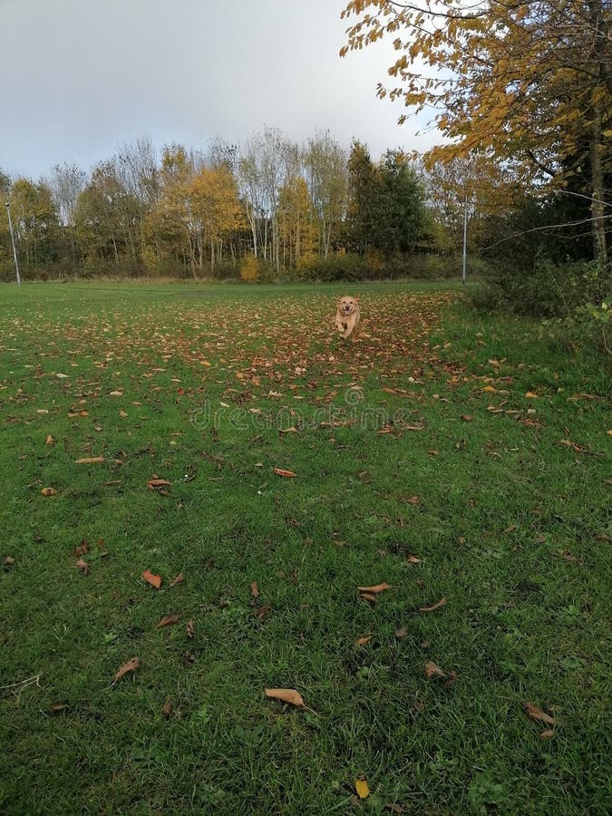 Dog running in garden stock photo. Image of leaf, meadow - 200362592