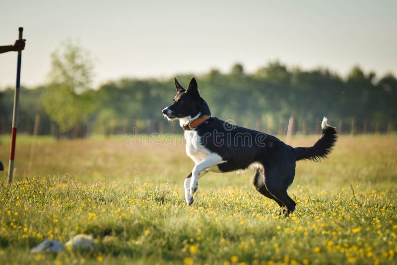 Dog is Running in the Grass. Stock Photo - Image of czech, nature ...