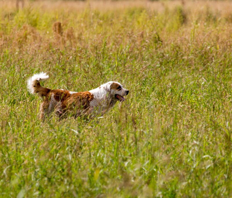 Dog Running on Grass Outdoors Stock Photo - Image of retriever, running ...