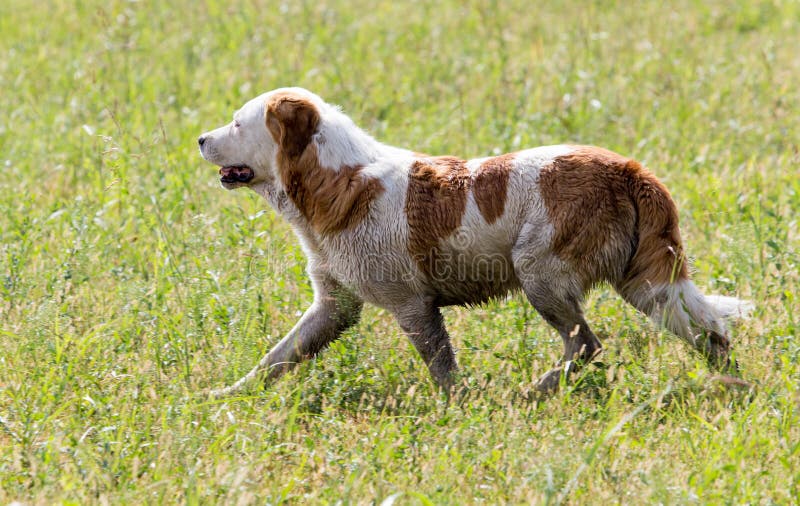 Dog Running on Grass Outdoors Stock Photo - Image of outside, white ...