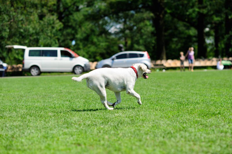 Dog running on green grass stock photo. Image of obedience - 157055766