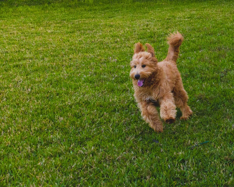 Dog running on green grass stock photo. Image of green - 144943696