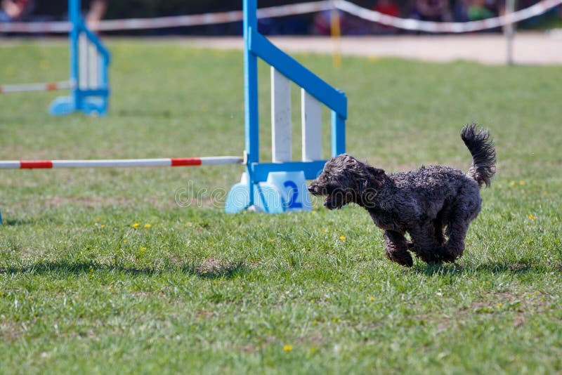 Dog Running Its Course on Dog Agility Sport Competition Stock Image ...