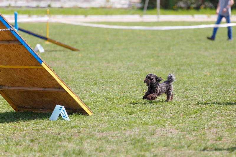 Dog Running Its Course on Dog Agility Sport Competition Stock Photo ...