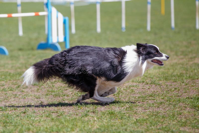 Dog Running Its Course on Dog Agility Sport Competition Editorial Photo ...