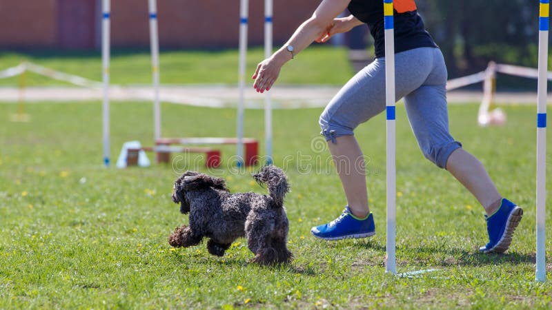 Dog Running Its Course on Dog Agility Sport Competition Stock Photo ...