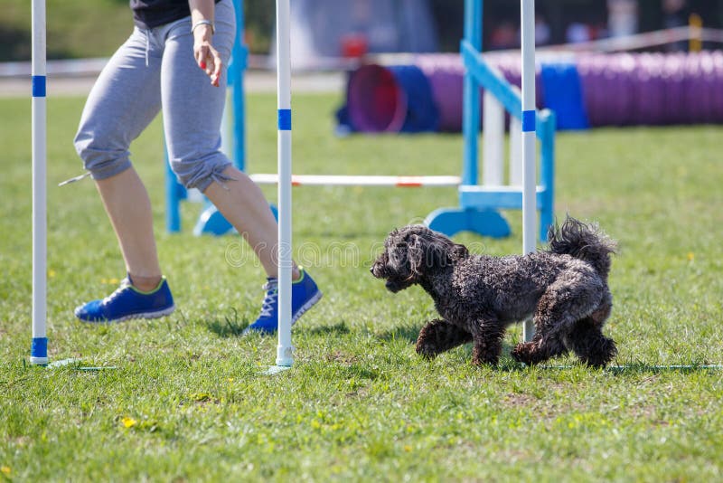 Dog Running Its Course on Dog Agility Sport Competition Stock Photo ...