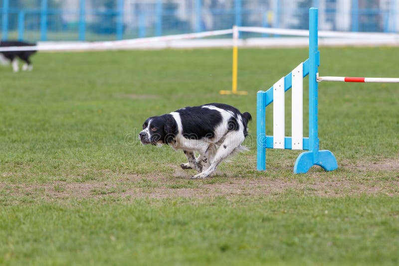 Dog Running Its Course on Dog Agility Sport Competition Stock Photo ...
