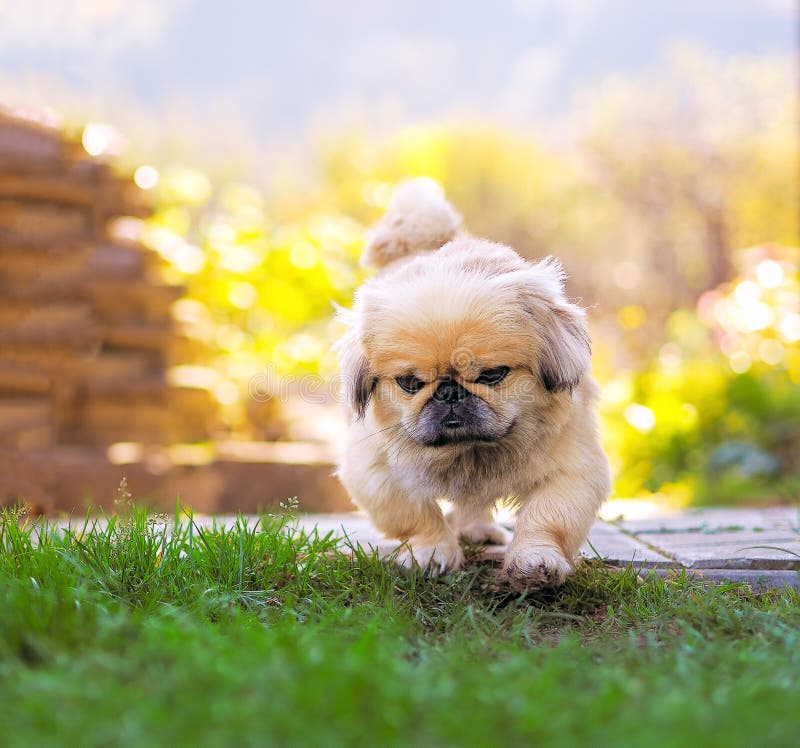 Dog Running and Jumping at the Green Grass Stock Photo - Image of grass ...