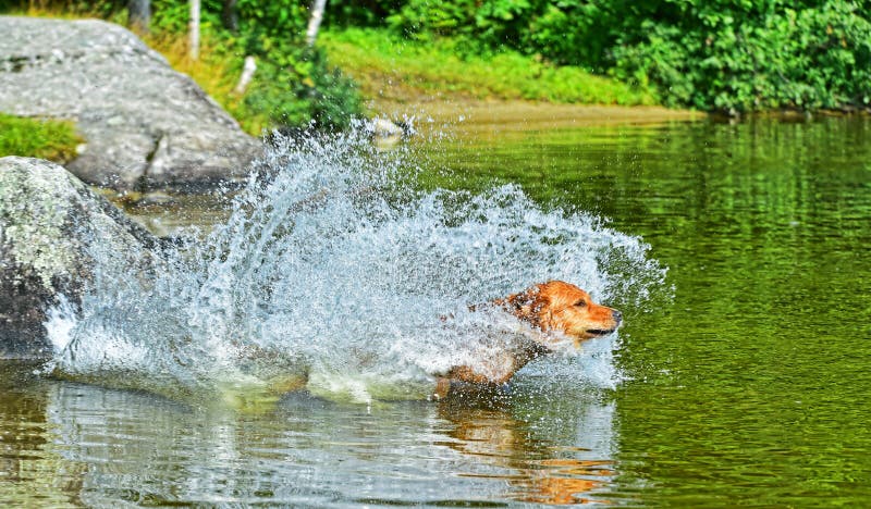 Dog Running and Jumping into Water HDR Stock Image - Image of puppy ...