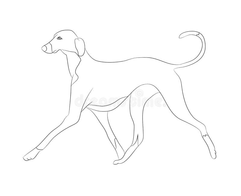 Dog running, lines, vector stock vector. Illustration of mammal - 126644255