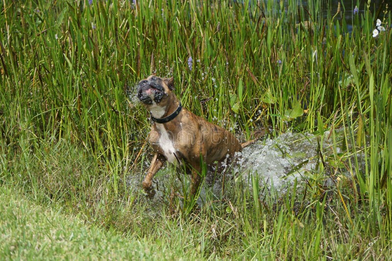 Dog running in marsh stock photo. Image of beauty, cardigan - 100765424
