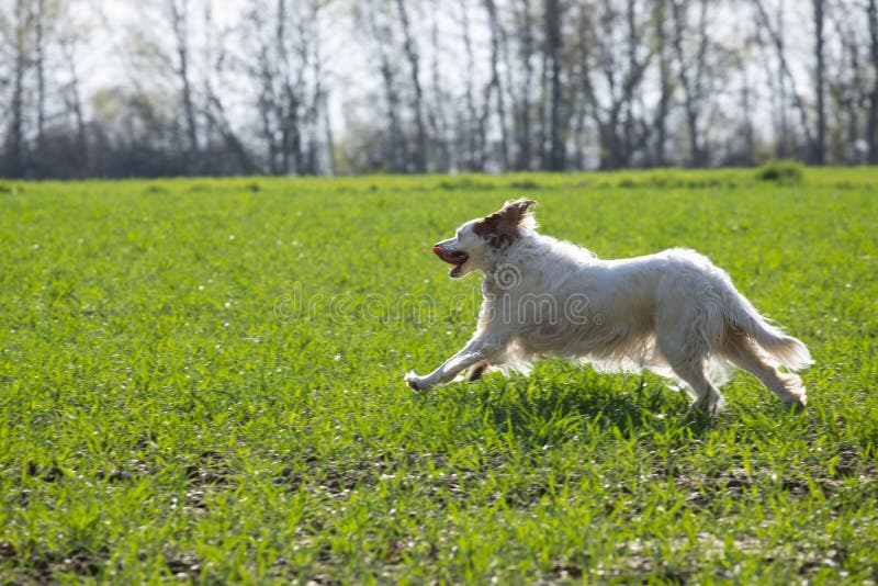 Setter in action stock photo. Image of aspirations, peril - 10319236