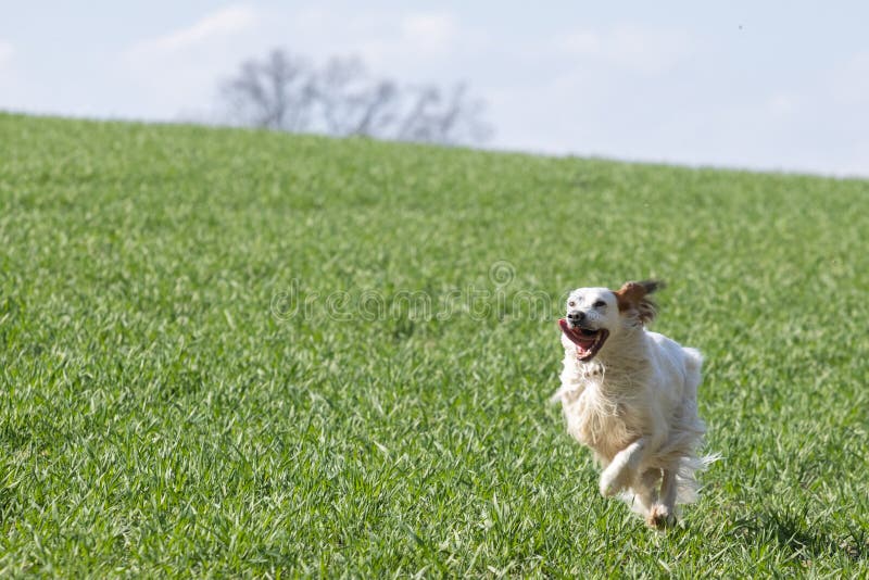 Setter in action stock photo. Image of aspirations, peril - 10319236